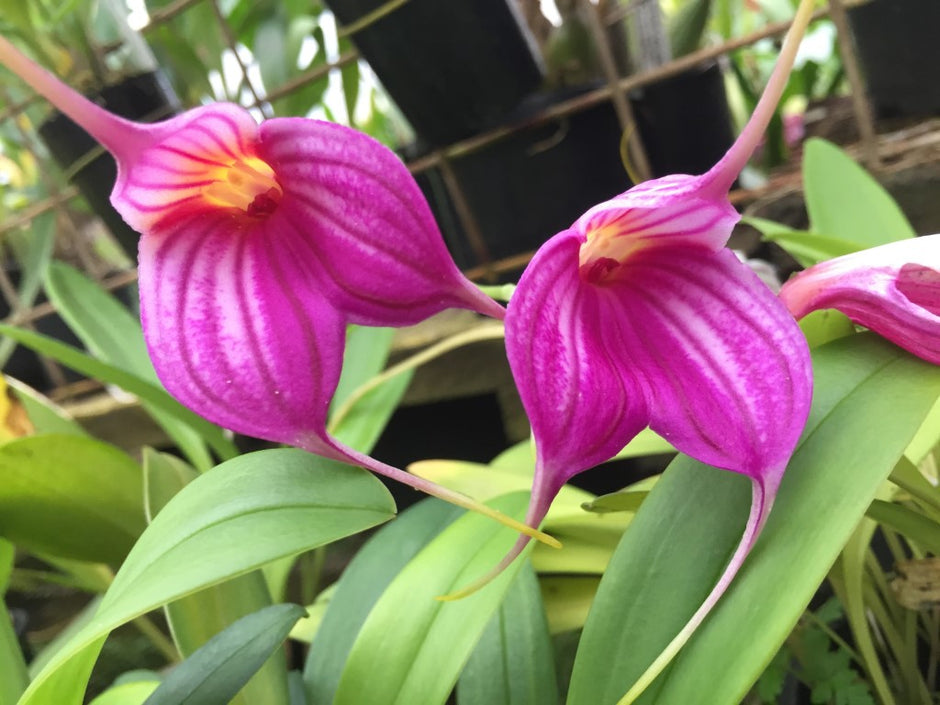Masdevallia Divisions - Discover Unique Orchid Varieties – Mt Beenak ...